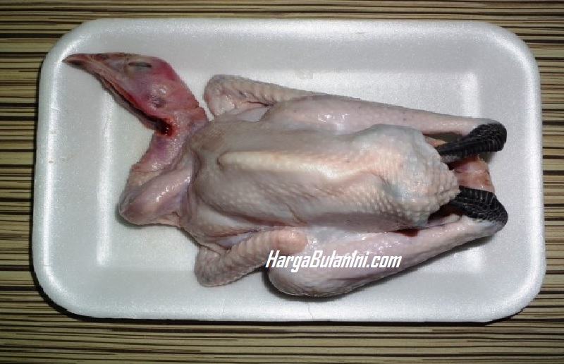️ Harga Ayam Kampung Terbaru Per Hari Ini, Daging Segar Hidup dan ... ️ Harga Ayam Kampung Terbaru Per Hari Ini, Daging Segar Hidup dan ...