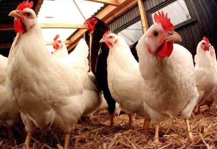 ️ Harga Ayam Broiler Per Ekor Terbaru September 2024 | HargaBulanIni.com ️ Harga Ayam Broiler Per Ekor Terbaru September 2024 | HargaBulanIni.com
