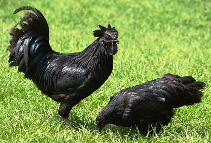 ️ Harga Ayam Cemani Terbaru September 2024 | HargaBulanIni.com ️ Harga Ayam Cemani Terbaru September 2024 | HargaBulanIni.com