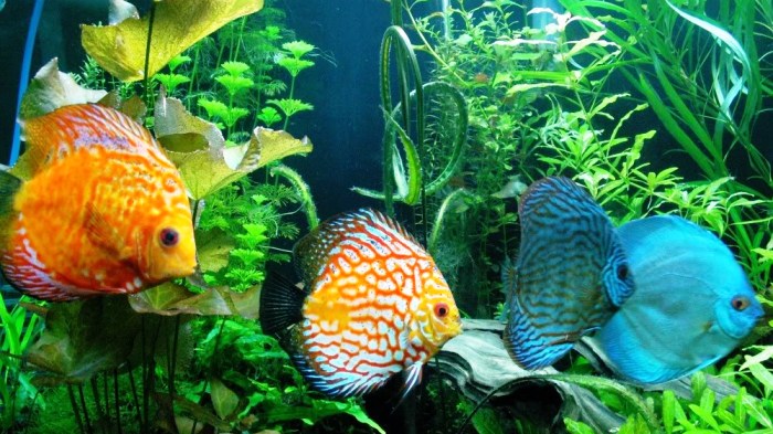 √ Harga Ikan Discus per Ekor Terbaru April 2023 | HargaBulanIni.com