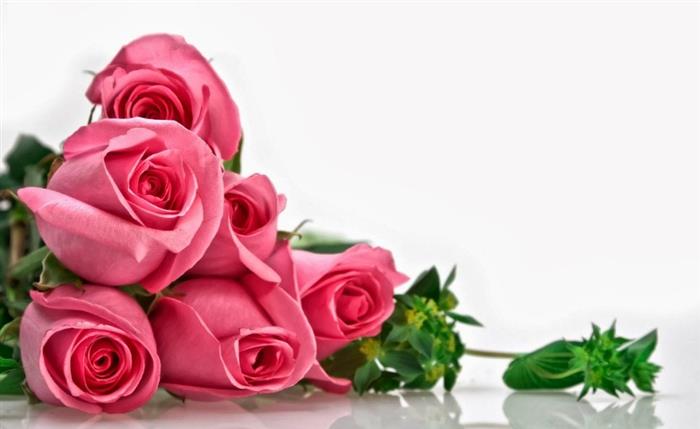 ️ Harga Bibit Bunga Mawar Terbaru Agustus 2024 | HargaBulanIni.com