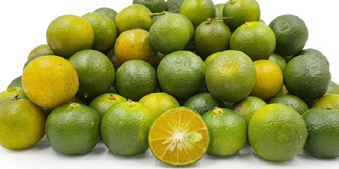 ️ Harga Jeruk Kasturi Per Kg Terbaru Juni 2026 | HargaBulanIni.com